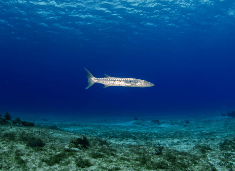 Cozumel Marine Park: Discover Scuba Diving Experience - Key Points
