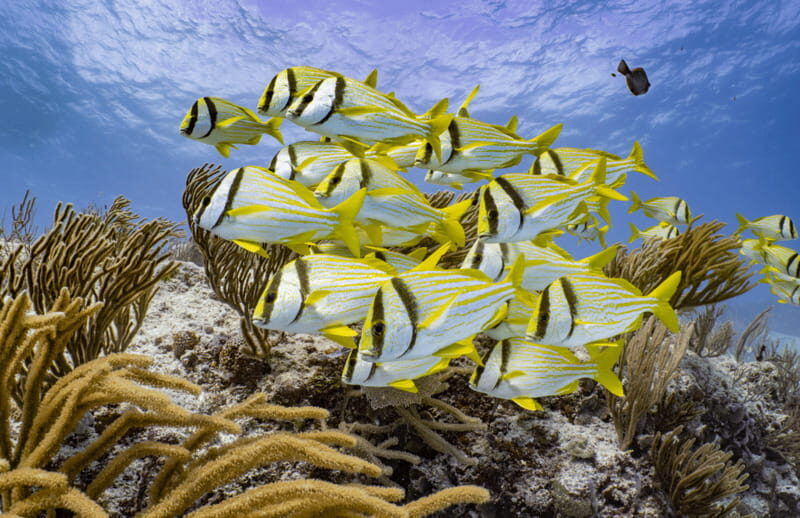 Cozumel Marine Park: Discover Scuba Diving Experience - The Value of the Experience