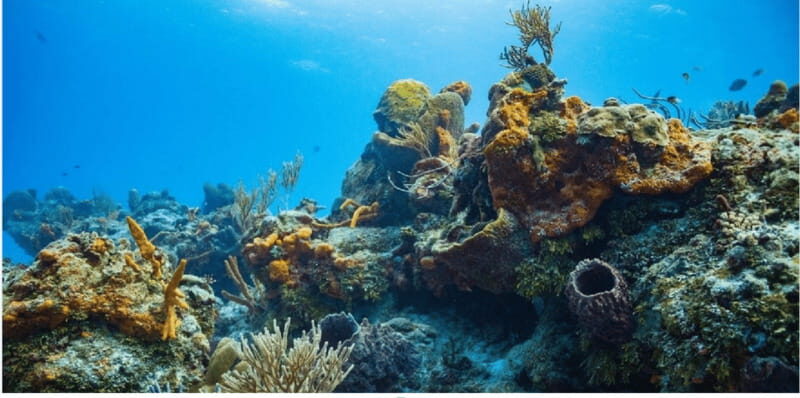 Cozumel: Ocean Dive - Exploring Cozumel Ocean Dive: What to Expect
