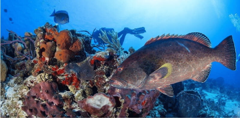 Cozumel: Ocean Dive - The Bottom Line