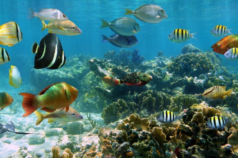 Cozumel: One Tank Scuba Dive and Full Chankanaab Park Access - The Experience Through the Eyes of Past Participants