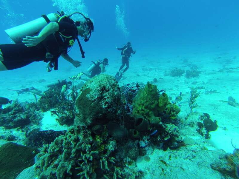 Cozumel: One Tank Scuba Dive and Full Chankanaab Park Access - Practical Tips for Participants