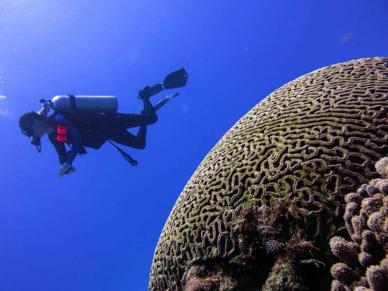 Cozumel: One Tank Scuba Dive and Full Chankanaab Park Access - FAQs