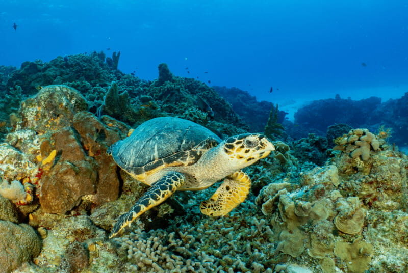 Cozumel: Open Water PADI Diver Course - The Itinerary in Detail