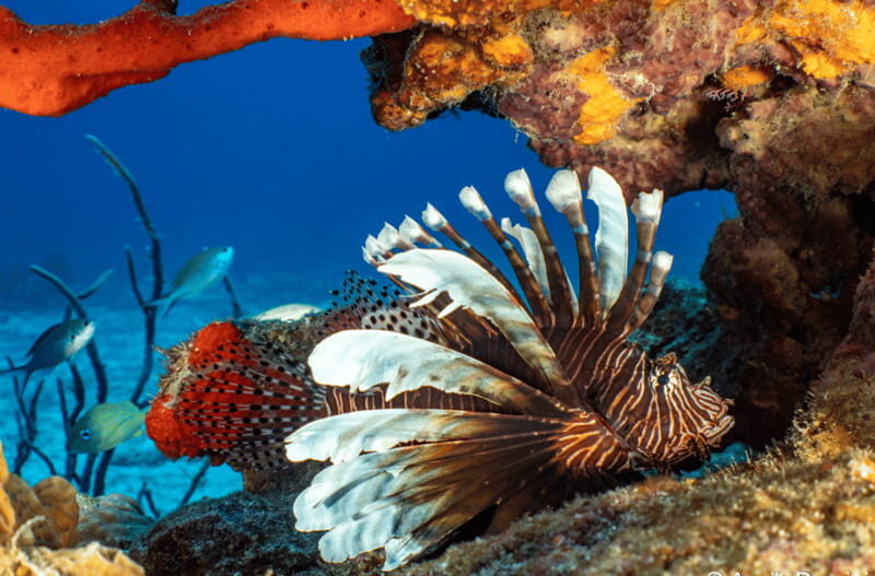 Cozumel: Open Water PADI Diver Course - Who is This Course Best For?