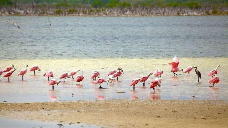 Cozumel Parks: Chankanaab, Punta Sur, San Gervasio+Transport - What Our Reviewers Say