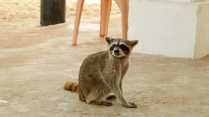 Cozumel Parks: Chankanaab, Punta Sur, San Gervasio+Transport - FAQ