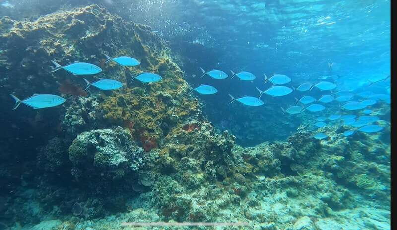 Cozumel, Passion Island: 4-Hour Private Tour - Key Points
