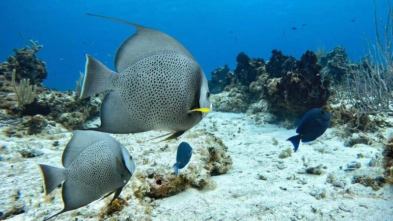 Cozumel, Passion Island: 4-Hour Private Tour - Who Will Appreciate This Tour?