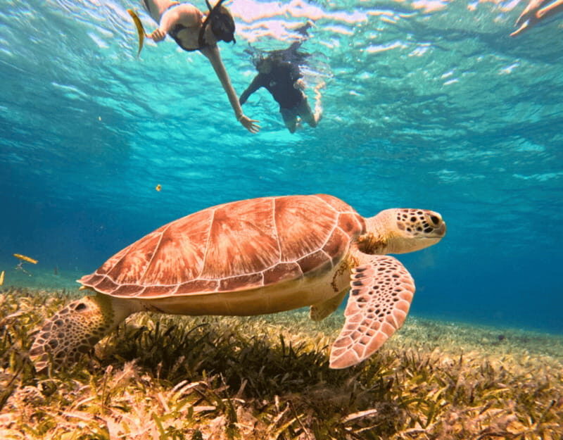 Cozumel: Private Snorkel Tour El Cielo + 3 Reefs Food Drinks - Frequently Asked Questions (FAQs)