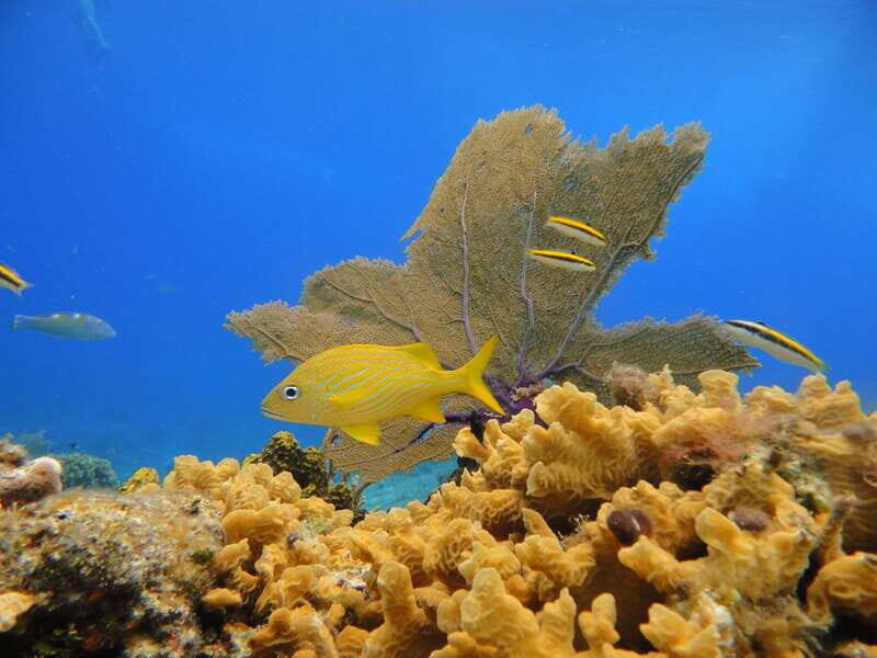 Cozumel: Private VIP Glass Bottom-Boat and Snorkeling Tour - FAQ