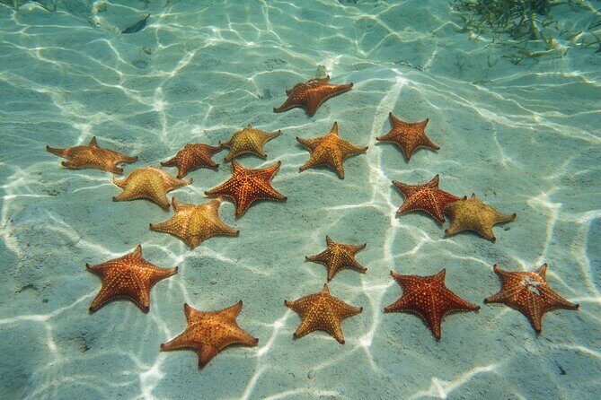 Cozumel Reef Snorkeling Tour - The Value in Context