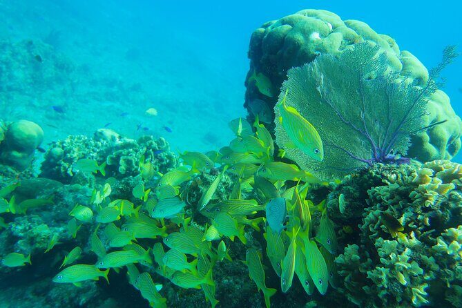 Cozumel Reef Snorkeling Tour - FAQs
