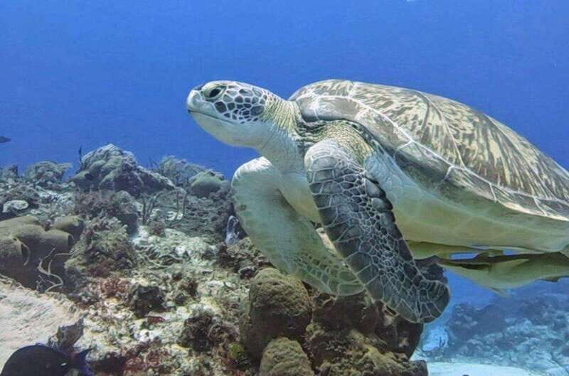 Cozumel Scuba Diving: 2 Tanks in the National Park for certified divers - An Underwater Adventure with Attention to Detail