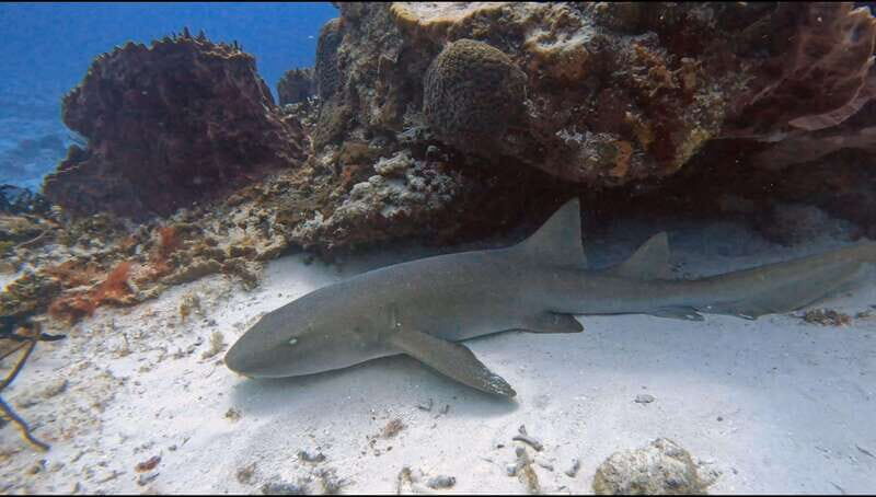Cozumel Scuba Diving: 2 Tanks in the National Park for certified divers - FAQ