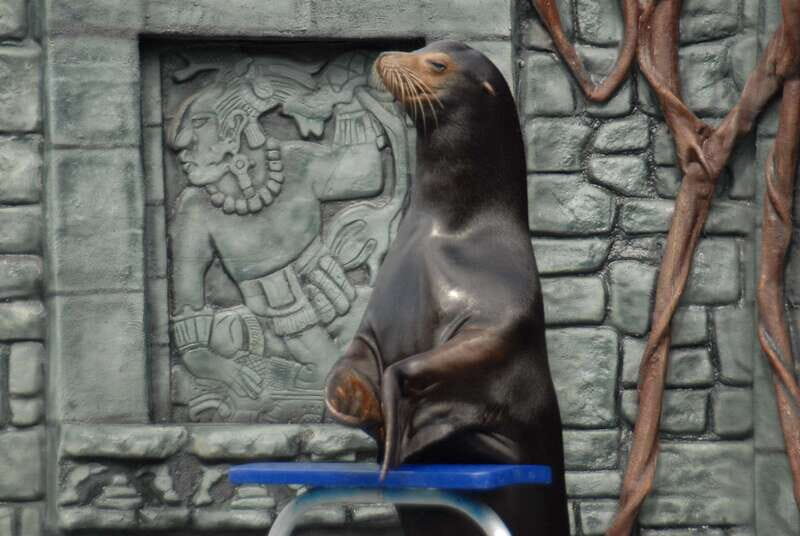 Cozumel: Sea Lion Program at Chankanaab Beach Adventure Park - The setting and location