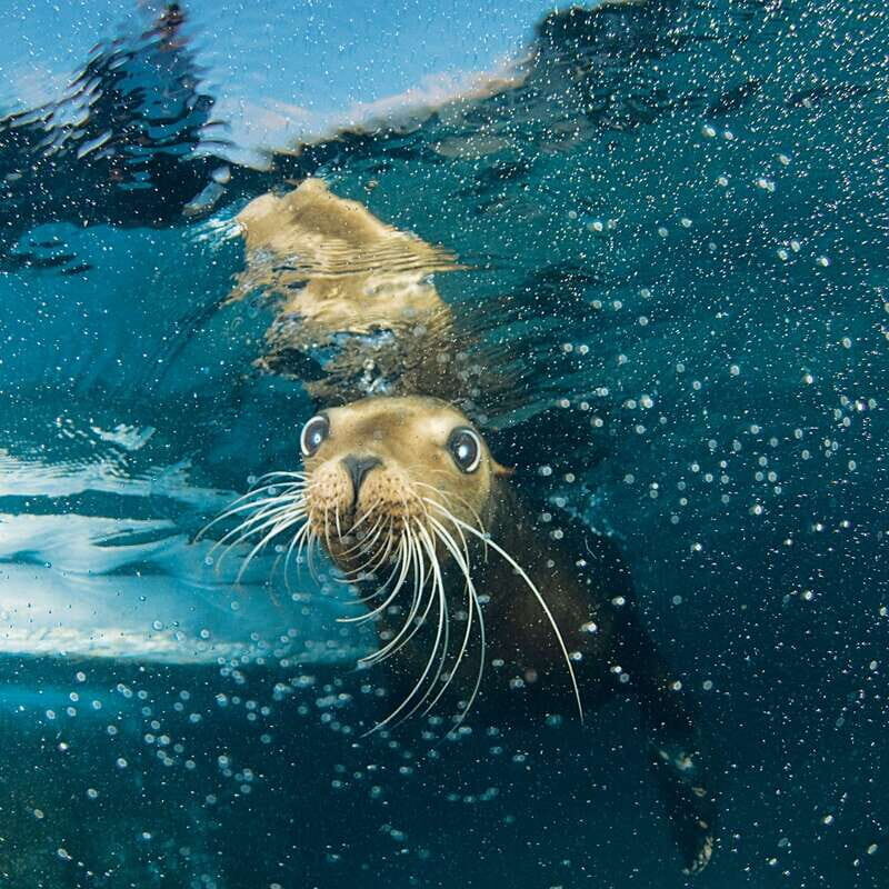 Cozumel: Sea Lion Program at Chankanaab Beach Adventure Park - Final thoughts
