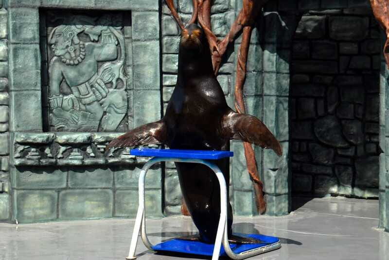 Cozumel: Sea Lion Program at Chankanaab Beach Adventure Park - FAQ