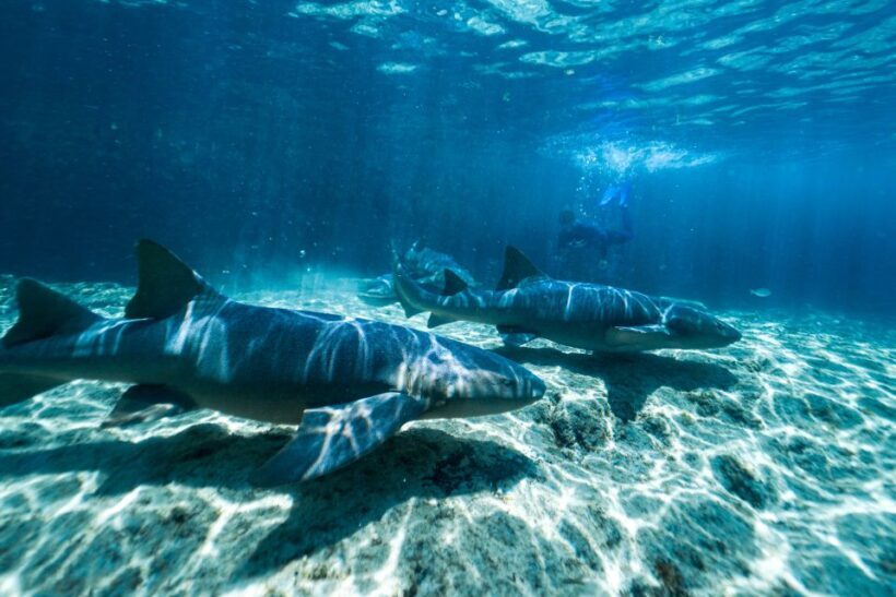 Cozumel: Snorkel and Swim with Stingrays - FAQ: Practical Questions About the Stingray Tour