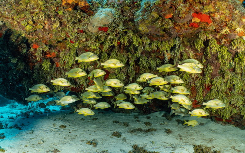 Cozumel: Snorkeling Boat Tour - Key Points
