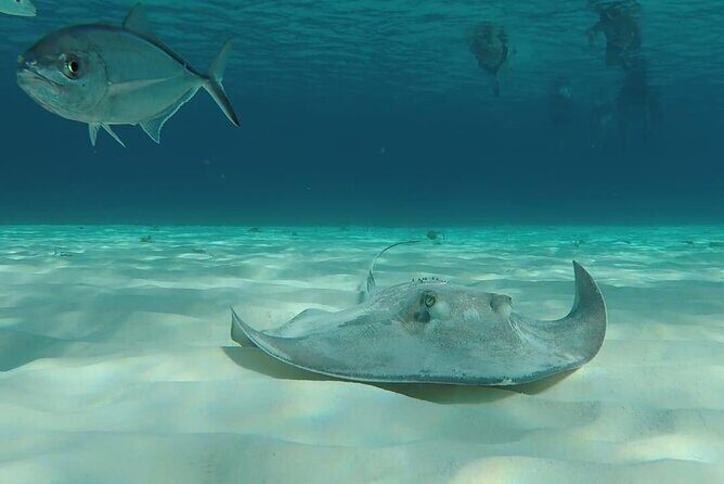Cozumel Snorkeling Tour: Palancar, Columbia and El Cielo Reefs - The Sum Up: Is This Tour Worth It?