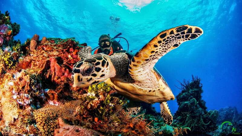 Cozumel: South Marine Park & Cozumel Reef Scuba Diving Tour - Key Points