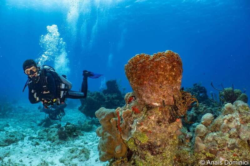 Cozumel: South Marine Park & Cozumel Reef Scuba Diving Tour - An Honest Look at the Cozumel Marine Park Scuba Tour
