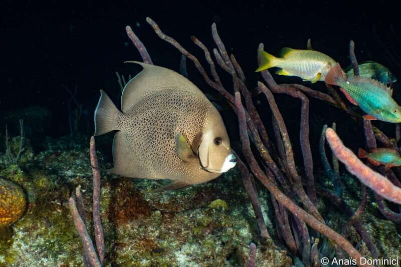 Cozumel: South Marine Park & Cozumel Reef Scuba Diving Tour - Who Is This Tour Best For?