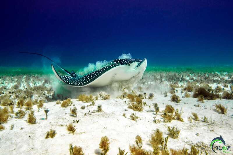 Cozumel: South Marine Park & Cozumel Reef Scuba Diving Tour - The Sum Up: Why You Should Consider This Tour