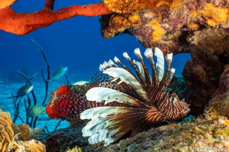 Cozumel: South Marine Park & Cozumel Reef Scuba Diving Tour - FAQs