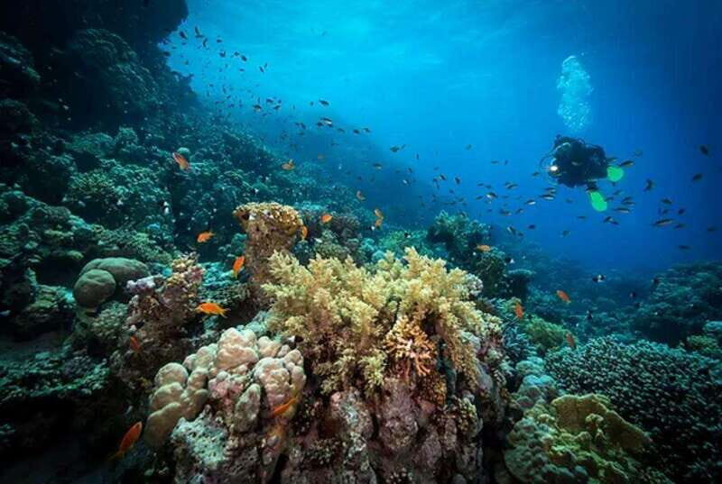 Cozumel: Twilight and Night Dive for Certified Divers - Key Points