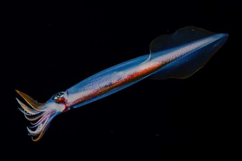 Cozumel: Twilight and Night Dive for Certified Divers - Experiencing Cozumel’s Night Waters