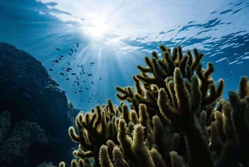 Cozumel: Twilight and Night Dive for Certified Divers - The Authentic Cozumel Experience