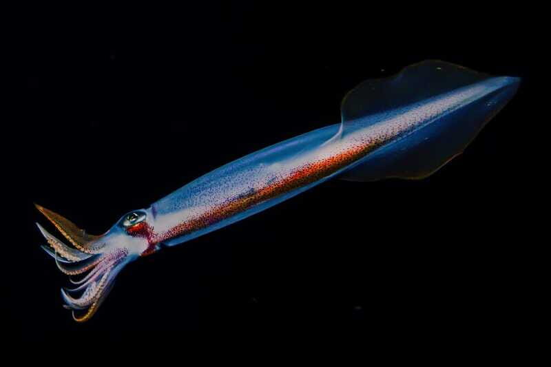 Cozumel: Twilight and Night Dive for Certified Divers - The Sum Up