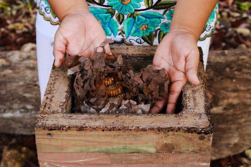 Cozumel: Ultimate Combo: Mayan Ruins, Bee Farm & Snorkeling - FAQ