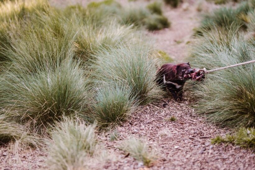 Cradle Mountain: After Dark Tasmanian Devil Feeding Tour - An Honest Look at the Experience