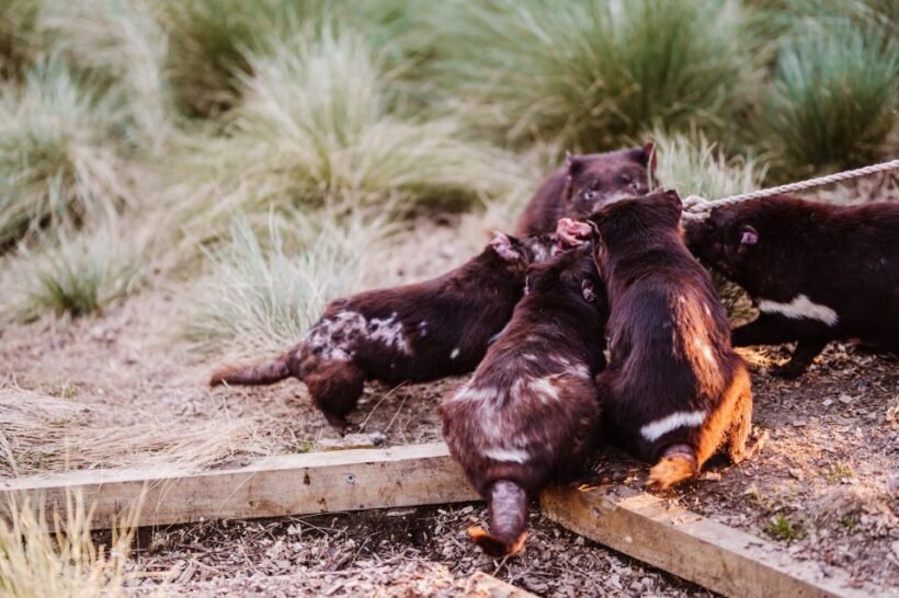 Cradle Mountain: After Dark Tasmanian Devil Feeding Tour - Frequently Asked Questions