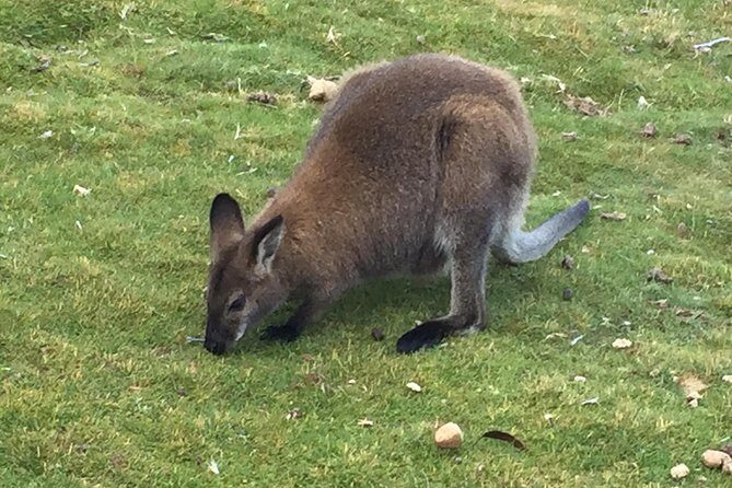 Cradle Mountain Day Tour from Launceston Including Lunch - Key Points