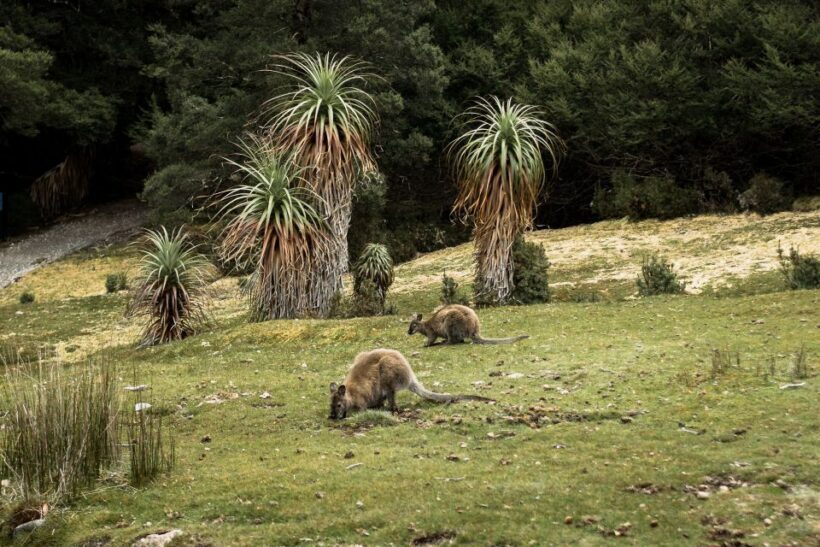 Cradle Mountain National Park by Coach from Launceston - Frequently Asked Questions