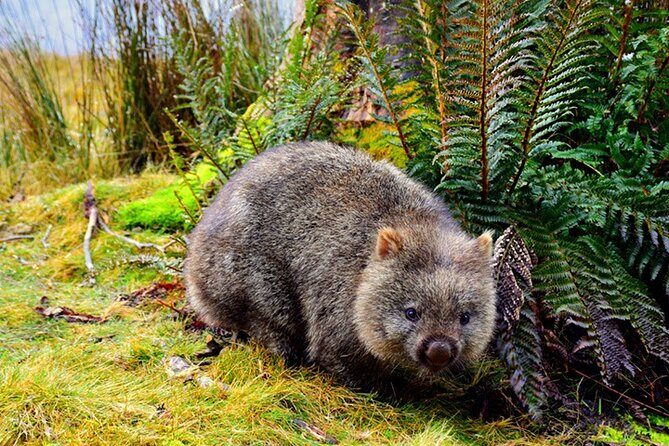 Cradle Mountain National Park Day Tour from Launceston - What to Expect from This Tour