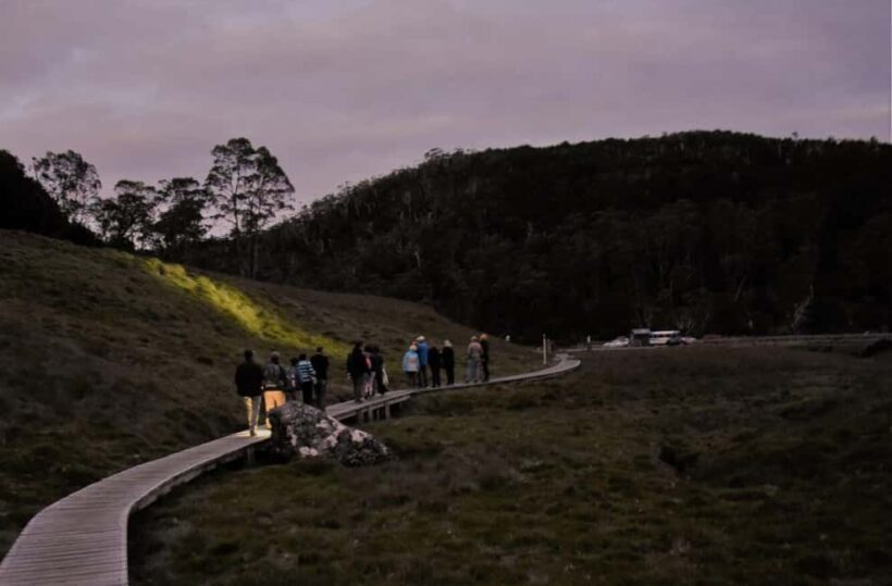Cradle Mountain Wildlife Spotting after Dark - Authentic Insights from Reviews