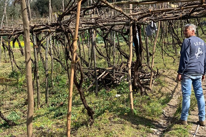 Craftsmanship and Flavors of Sorrento and Amalfi Coast - Authentic Experiences and Traveler Insights