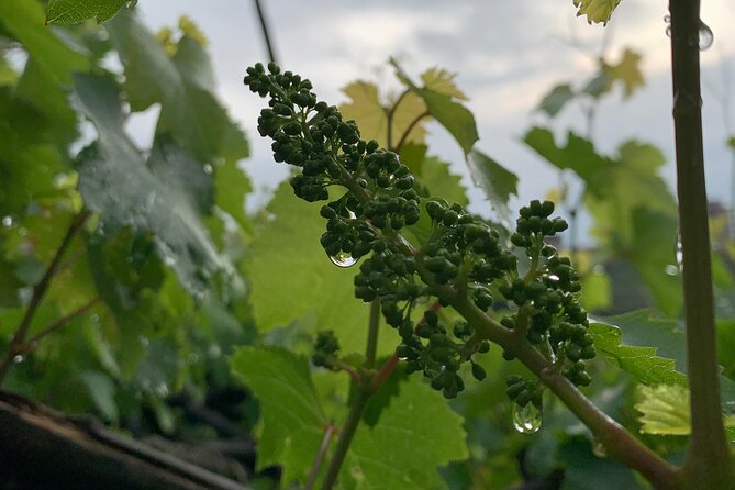 Craftsmanship and Flavors of Sorrento and Amalfi Coast - The Sum Up: A Truly Cultured Day on the Amalfi Coast