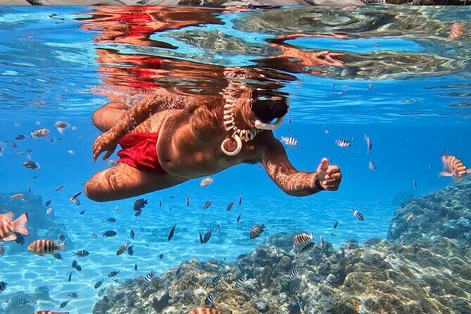 Crazyseahorseborabora Comfortable boat , sensational snorkeling . - An Introduction to the Experience