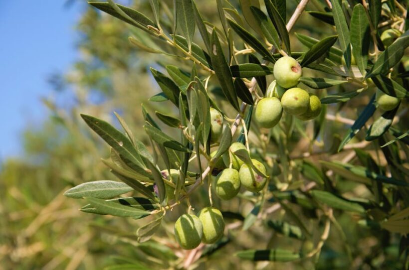 Cres: Olive Oil Walking Tour with Tastings - A Complete Guide to the Cres Olive Oil Walking Tour with Tastings