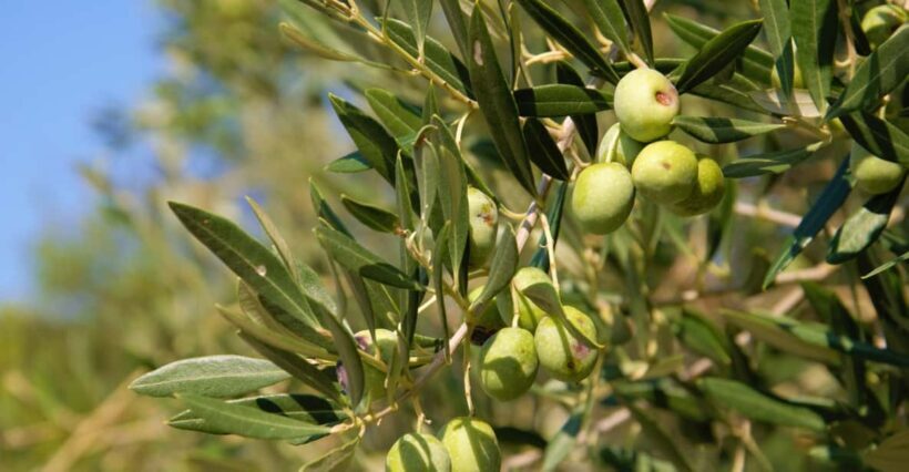 Cres: Olive Oil Walking Tour with Tastings - What to Expect on the Olive Oil Walking Tour