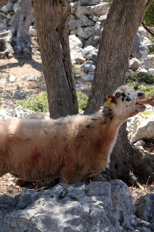 Cres: Olive Oil Walking Tour with Tastings - Authentic Experiences and Reviewer Insights