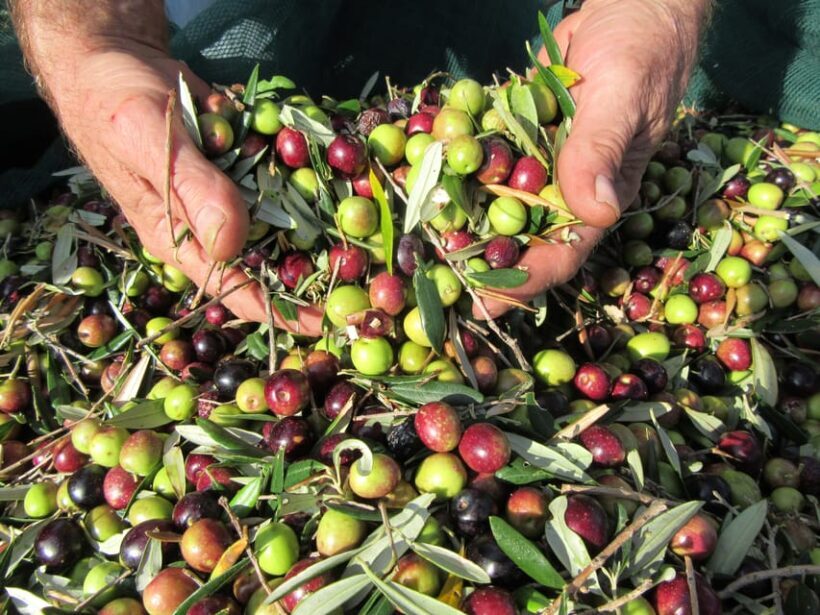Cres: Olive Oil Walking Tour with Tastings - FAQ