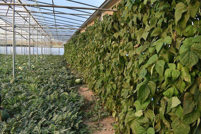 Cretan Farm Tour With Cheese-Making & Picnic With Cretan Vibes - Tour Capacity and Accessibility