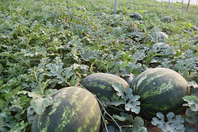 Cretan Farm Tour With Cheese-Making & Picnic With Cretan Vibes - Frequently Asked Questions